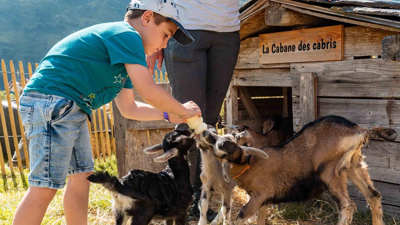 Feeding farm animals | Saint-Martin-de-Belleville